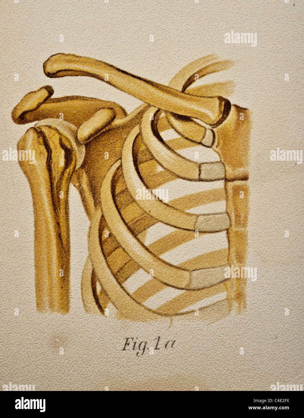 Shoulder anatomy labrum hi-res stock photography and images - Alamy