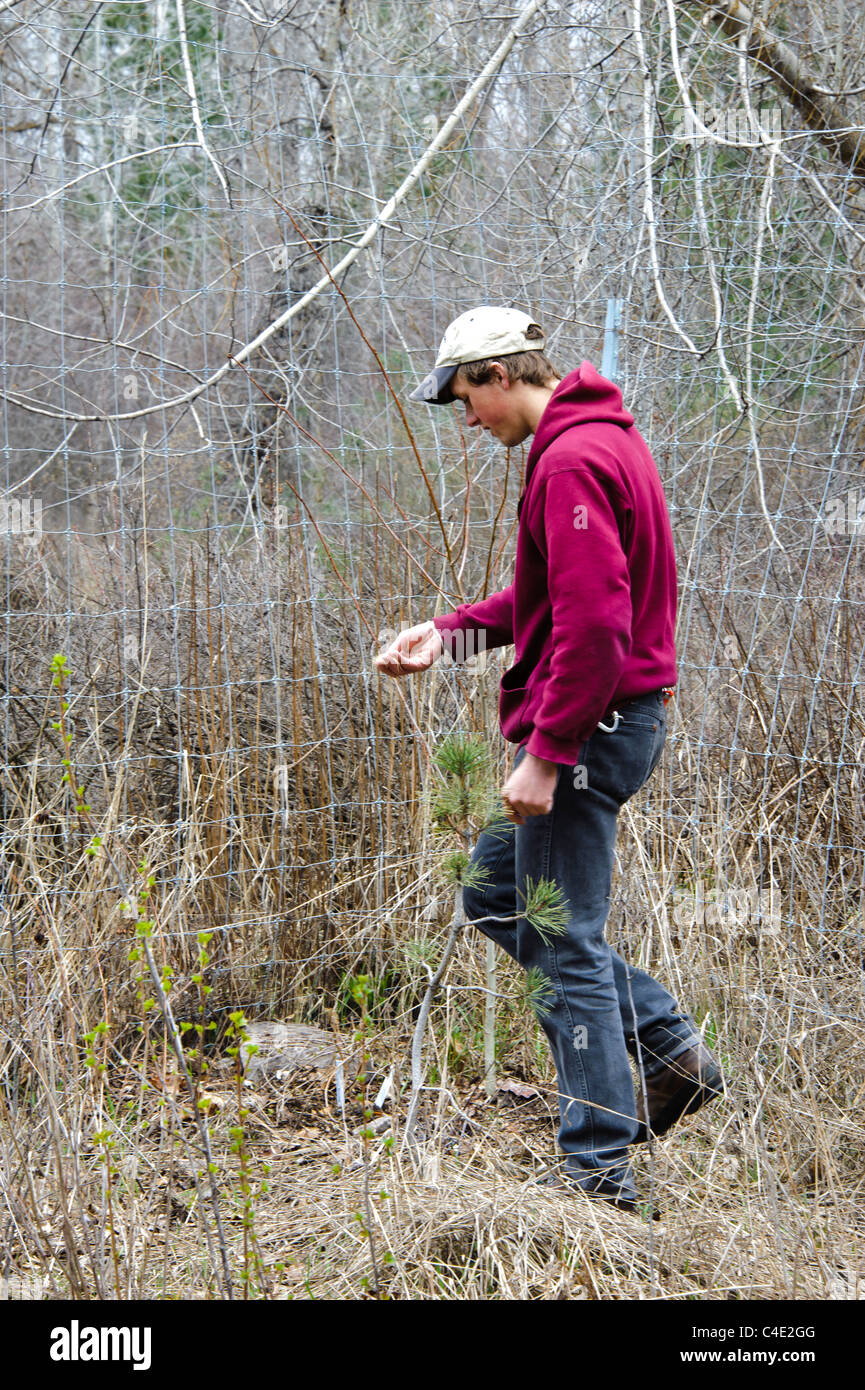 A male volunteer spreads grass seed out of a bag as part of a ...