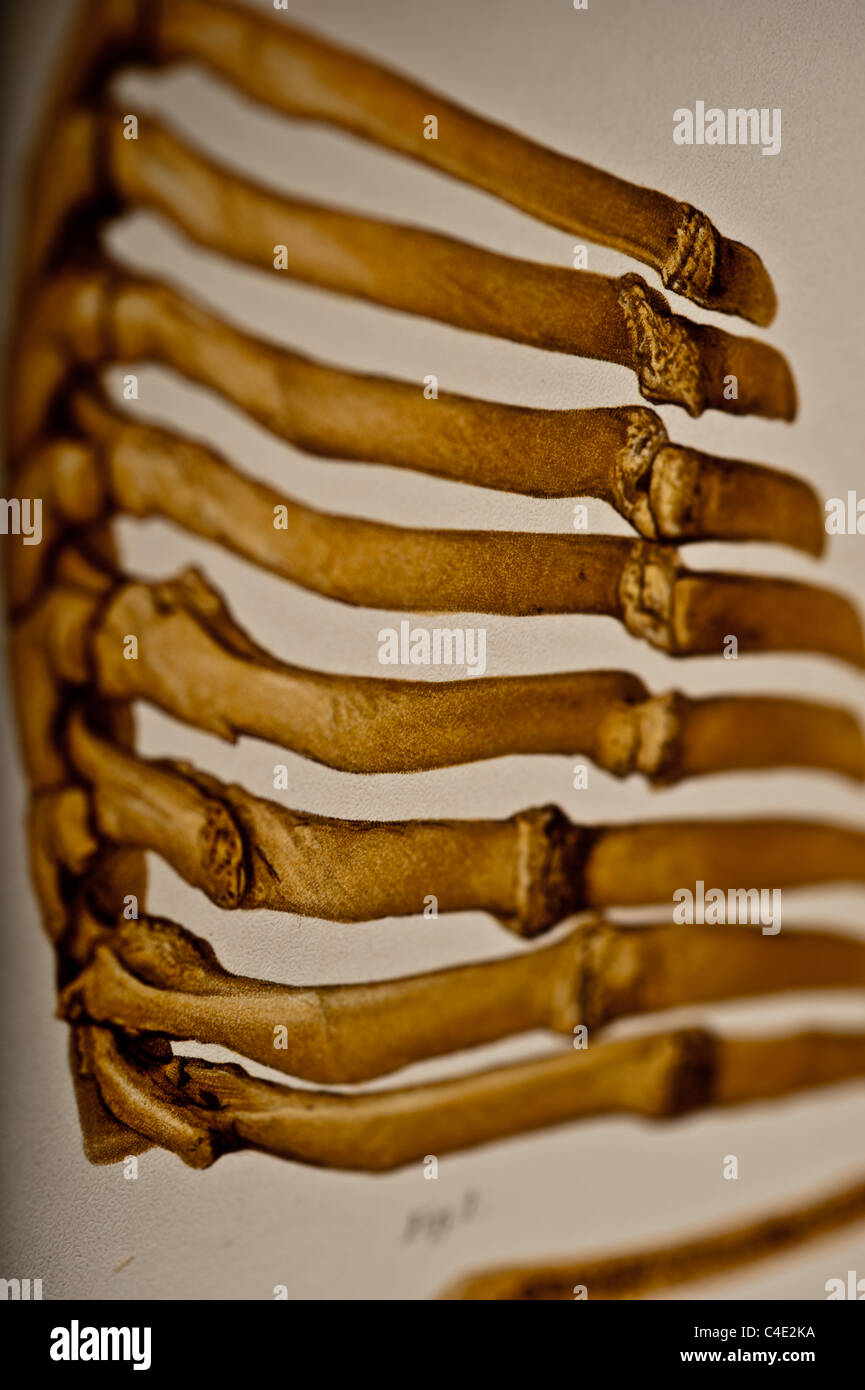 False ribs hi-res stock photography and images - Alamy