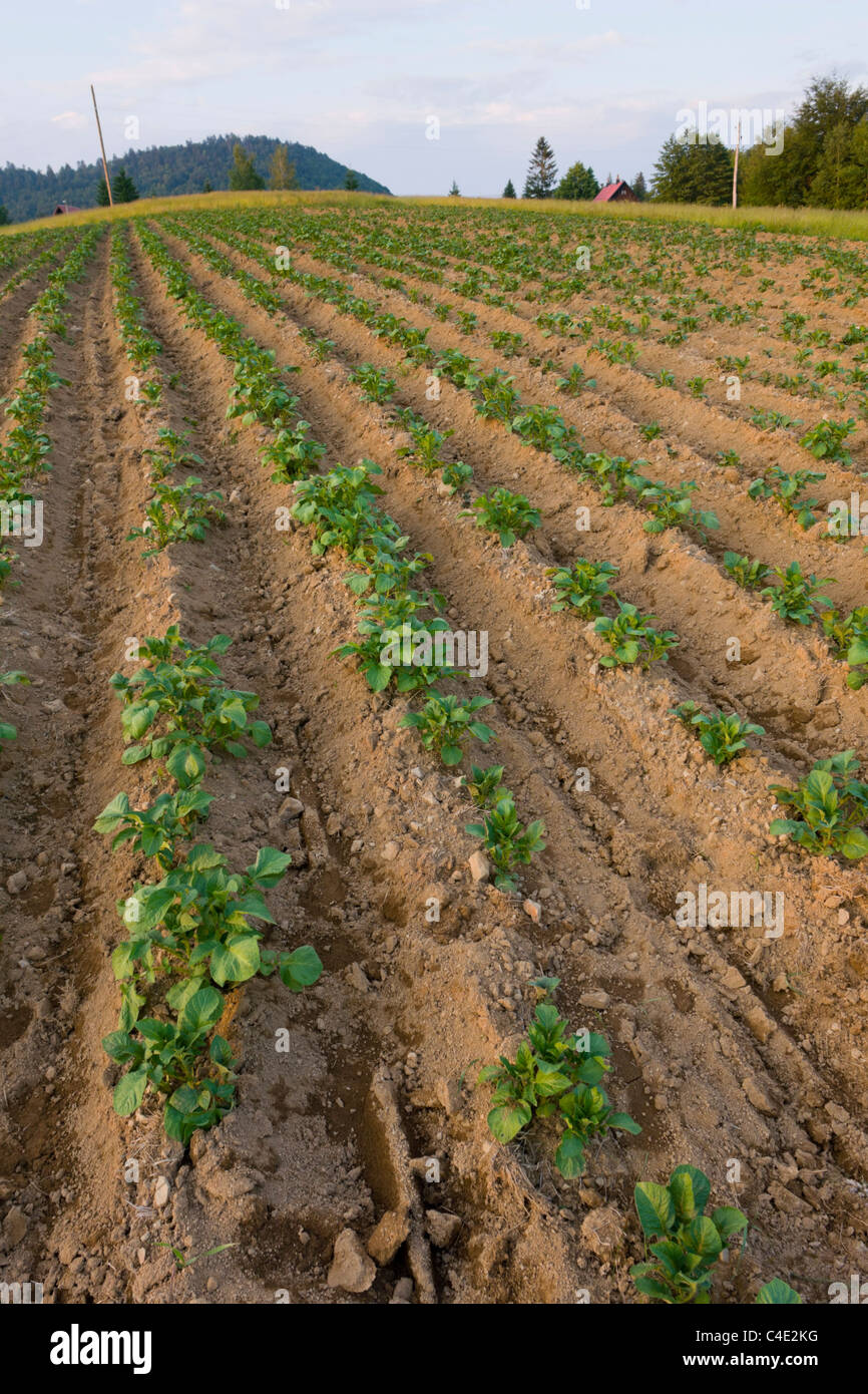 Early growth potato field hi-res stock photography and images - Alamy