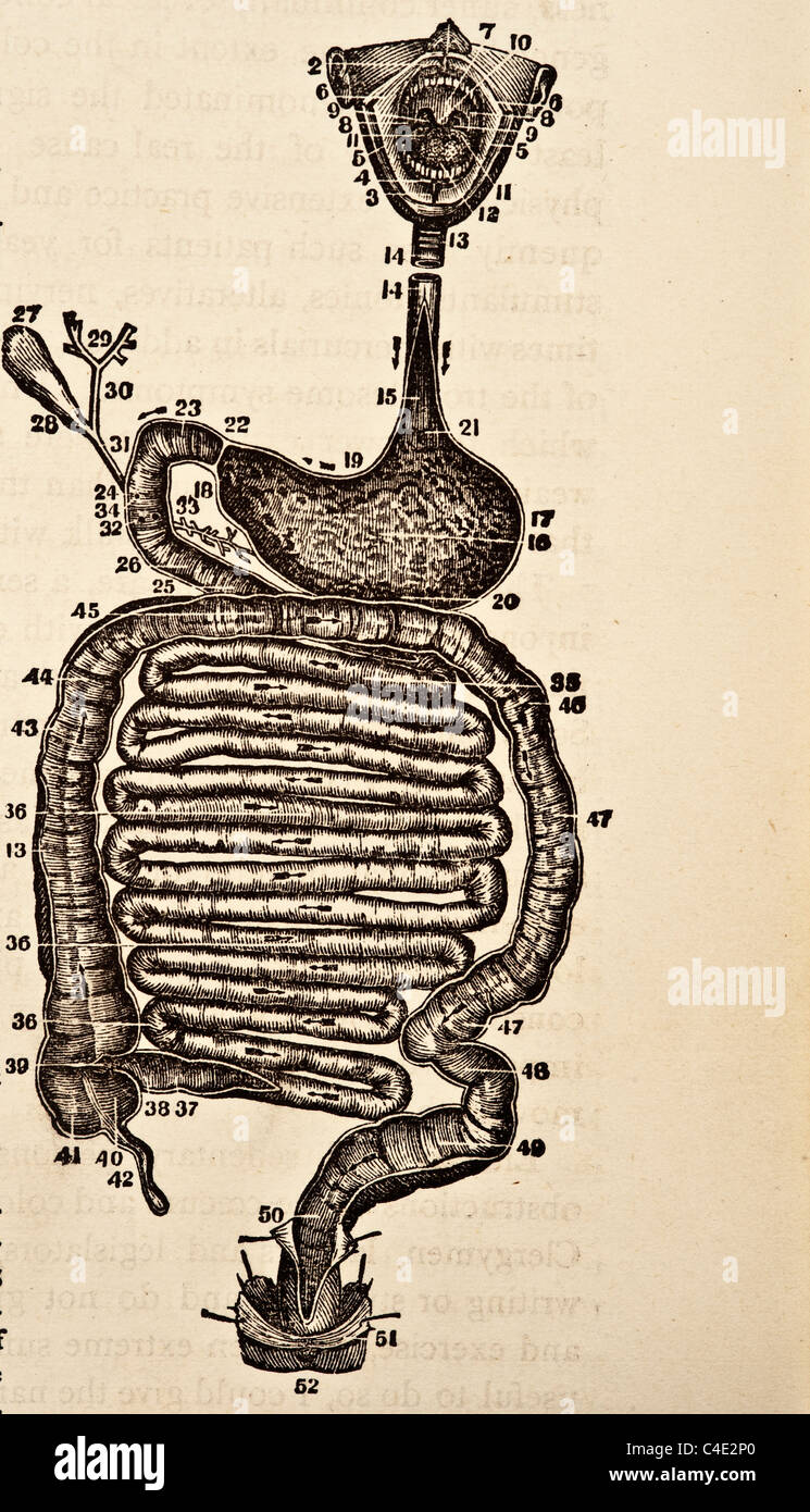 Antique medical illustration of human viscera, internal organs and the ...