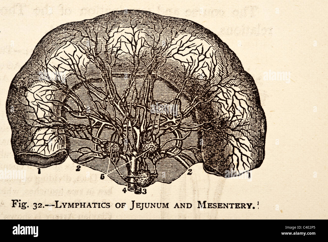Antique medical illustration of human viscera, internal organs and the ...