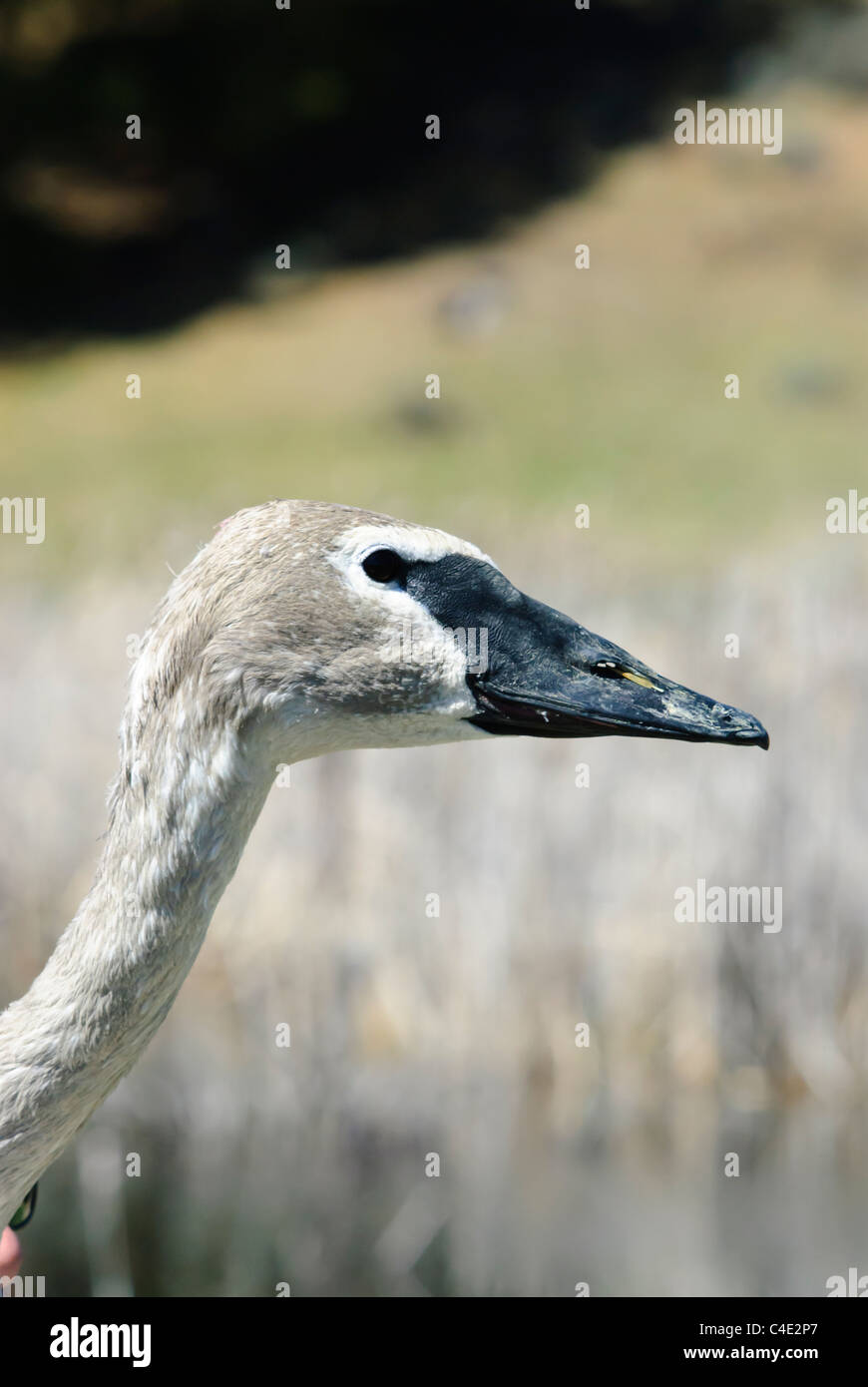 Ovando protection hi-res stock photography and images - Alamy