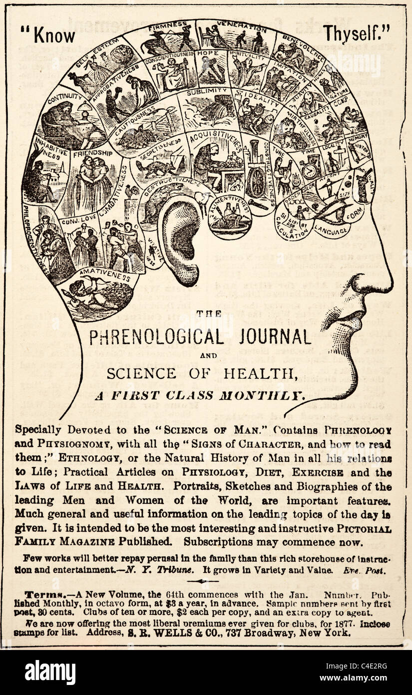 Phrenology head illustration hi-res stock photography and images - Alamy