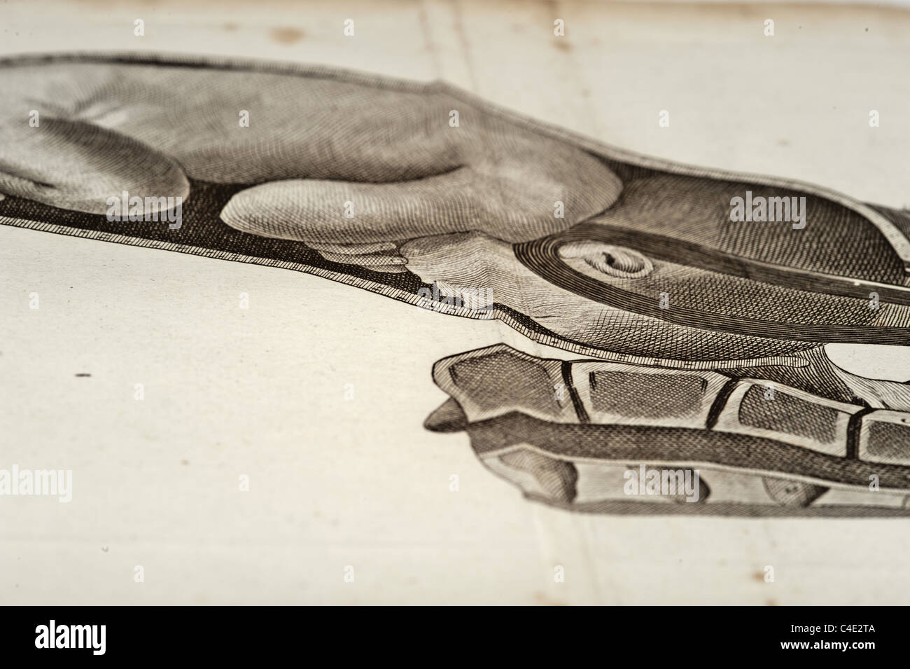 Illustration of a Human Birth copyright 1822 Stock Photo - Alamy