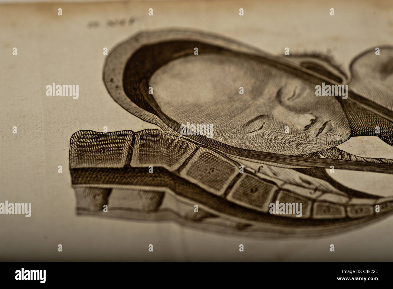 Illustration of a Human Birth copyright 1822 Stock Photo - Alamy