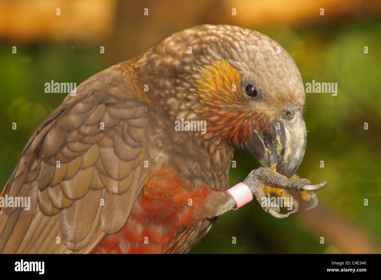New zealand kaka hi-res stock photography and images - Alamy