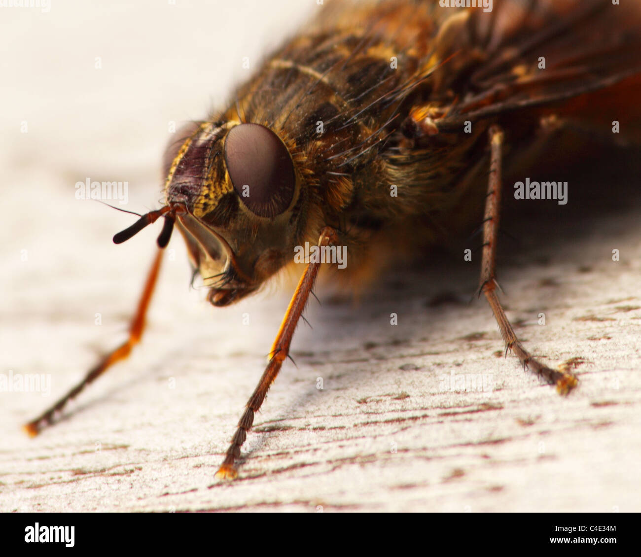 A New Zealand Cicada up close Stock Photo - Alamy