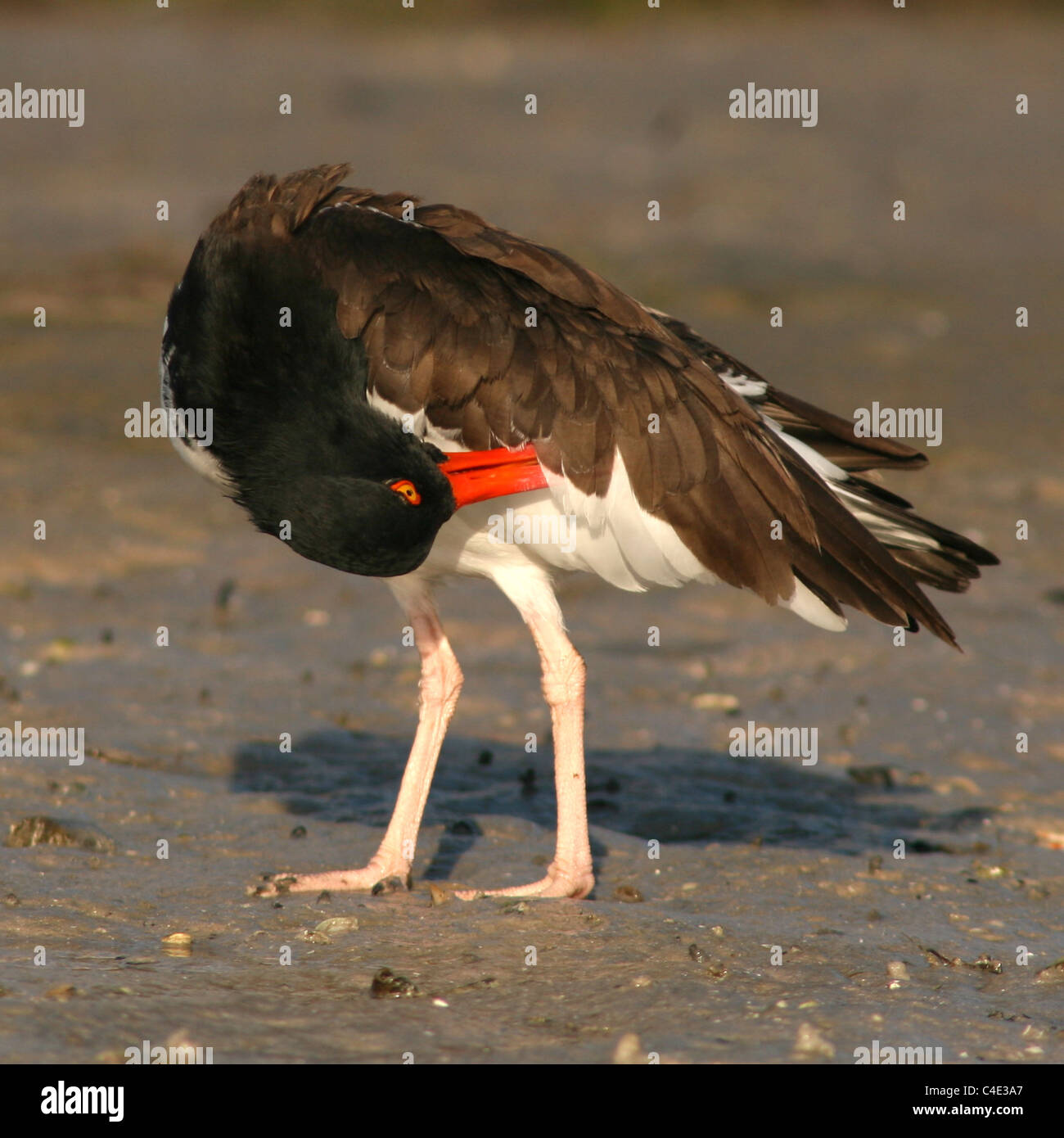 American Oystercatcher grooming on beach Stock Photo - Alamy