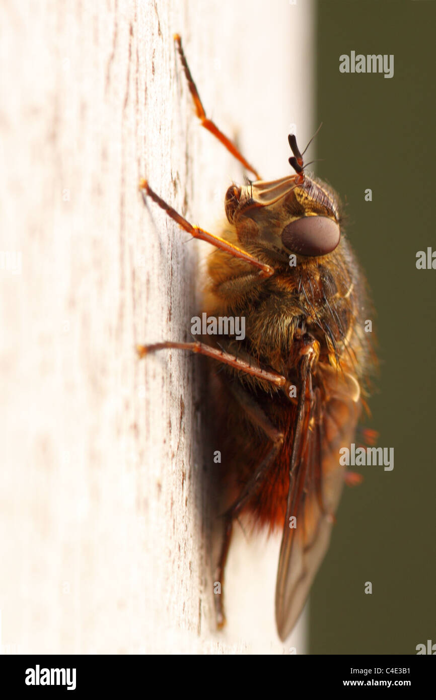 New zealand cicada hi-res stock photography and images - Alamy