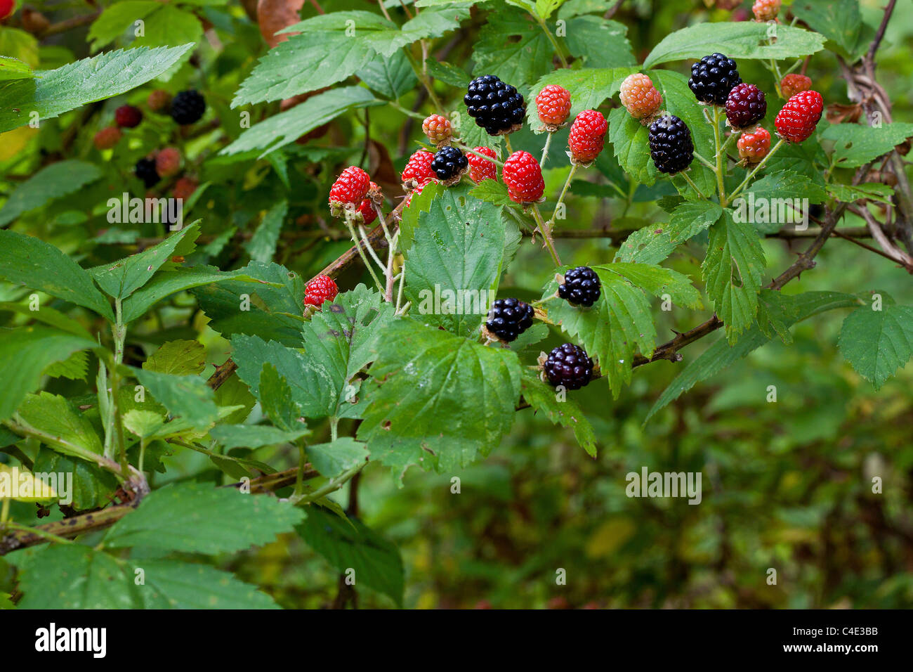 Ripe blackberries in the vine Stock Photo - Alamy