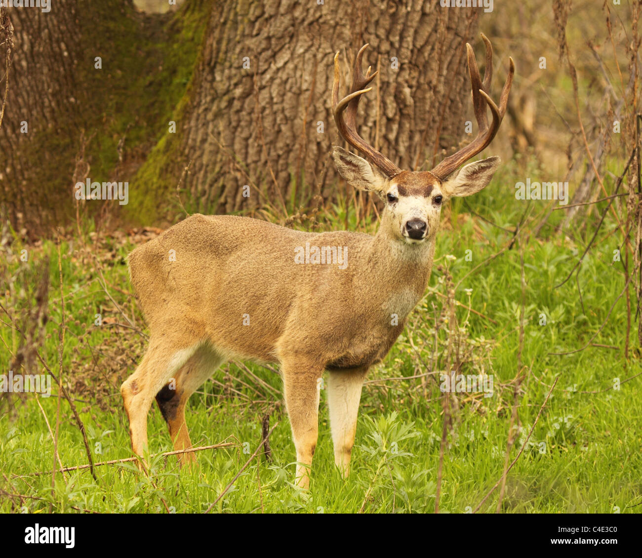 Black-tailed Deer buck along large trees Stock Photo - Alamy