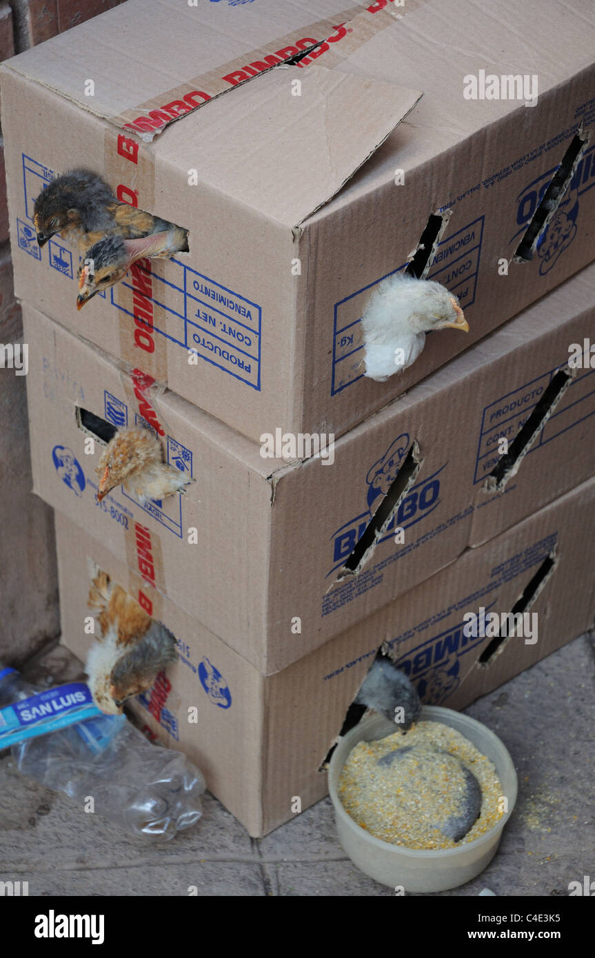 Chickens in boxes on a market in Peru Stock Photo - Alamy