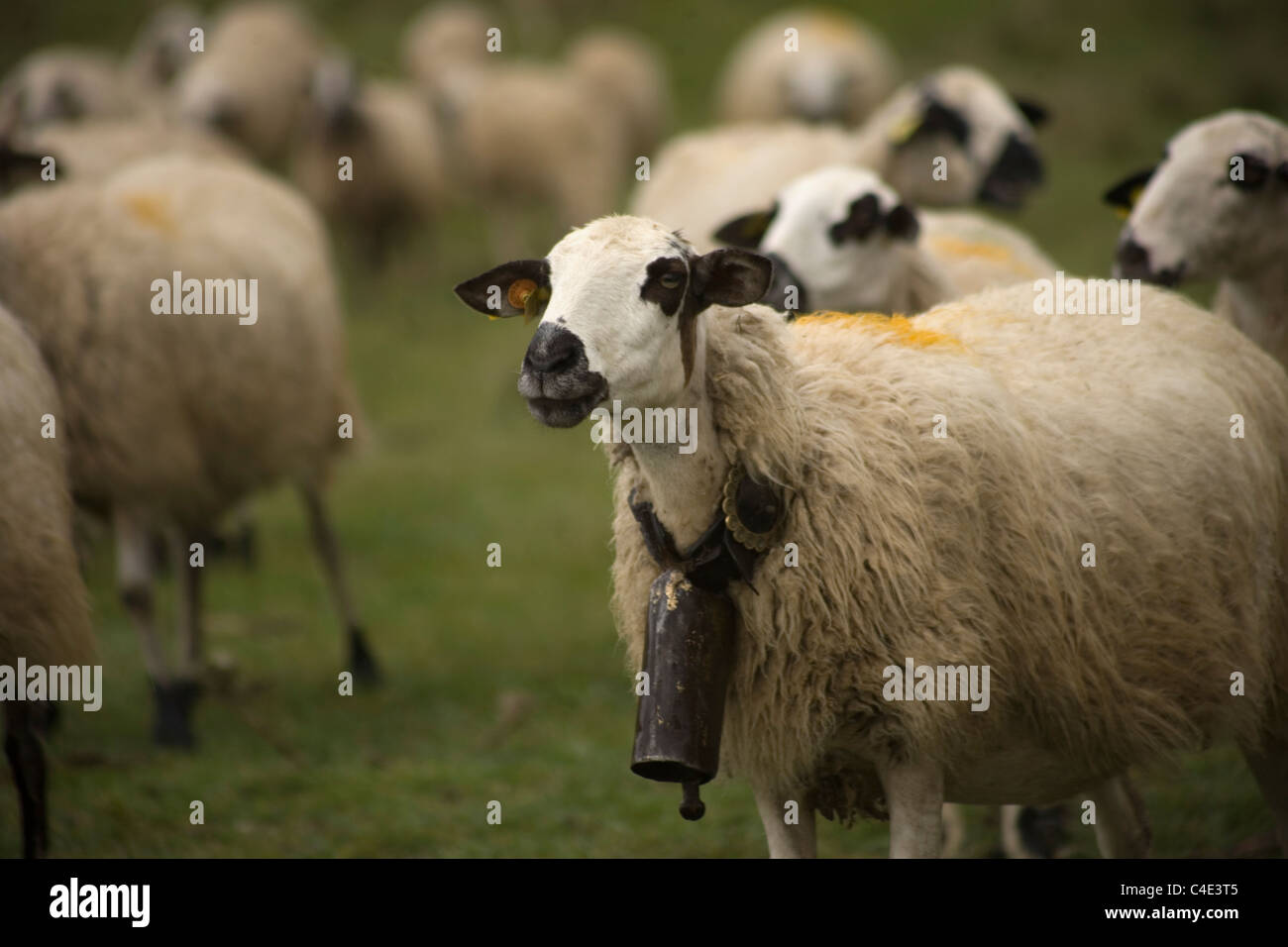 French sheep hi-res stock photography and images - Alamy