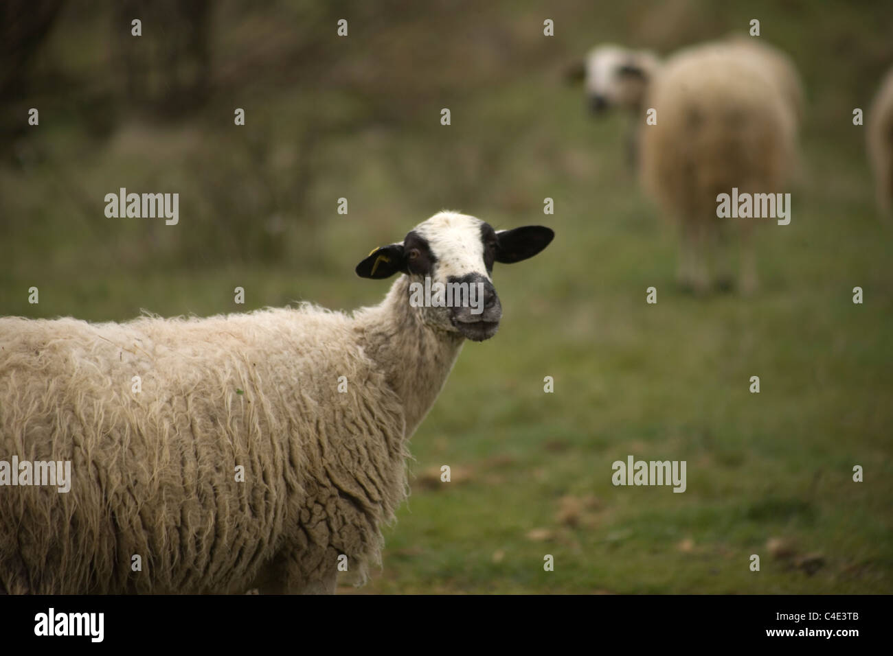 French sheep hi-res stock photography and images - Alamy