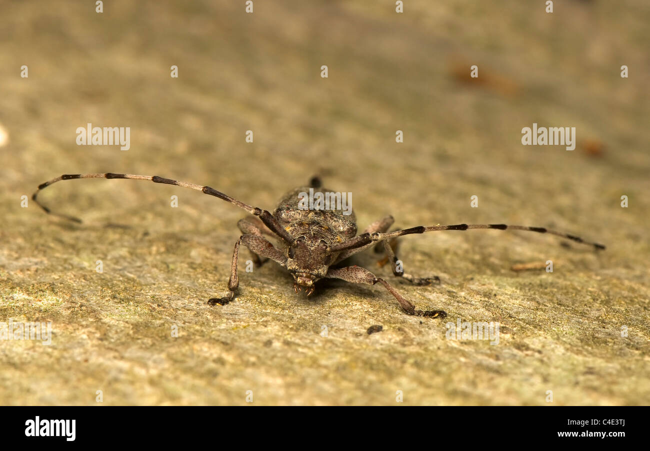 Timberman beetle acanthocinus aedilis hi-res stock photography and ...