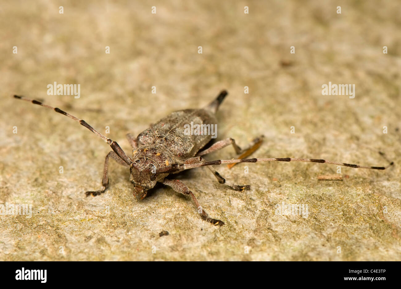 Timberman beetle acanthocinus aedilis hi-res stock photography and ...