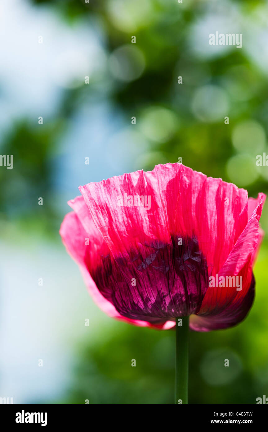Papaver somniferum, Poppy flower Stock Photo - Alamy
