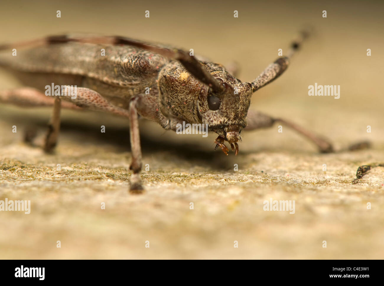 Timberman beetle acanthocinus aedilis hi-res stock photography and ...