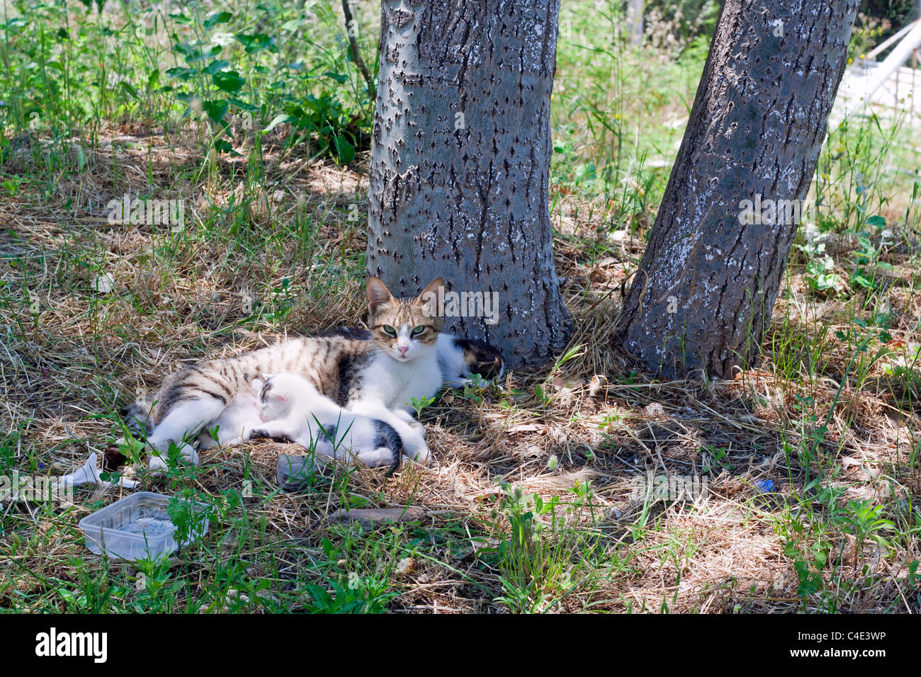 Feral cat with 2 kittens taking shade under a tree Stock Photo - Alamy