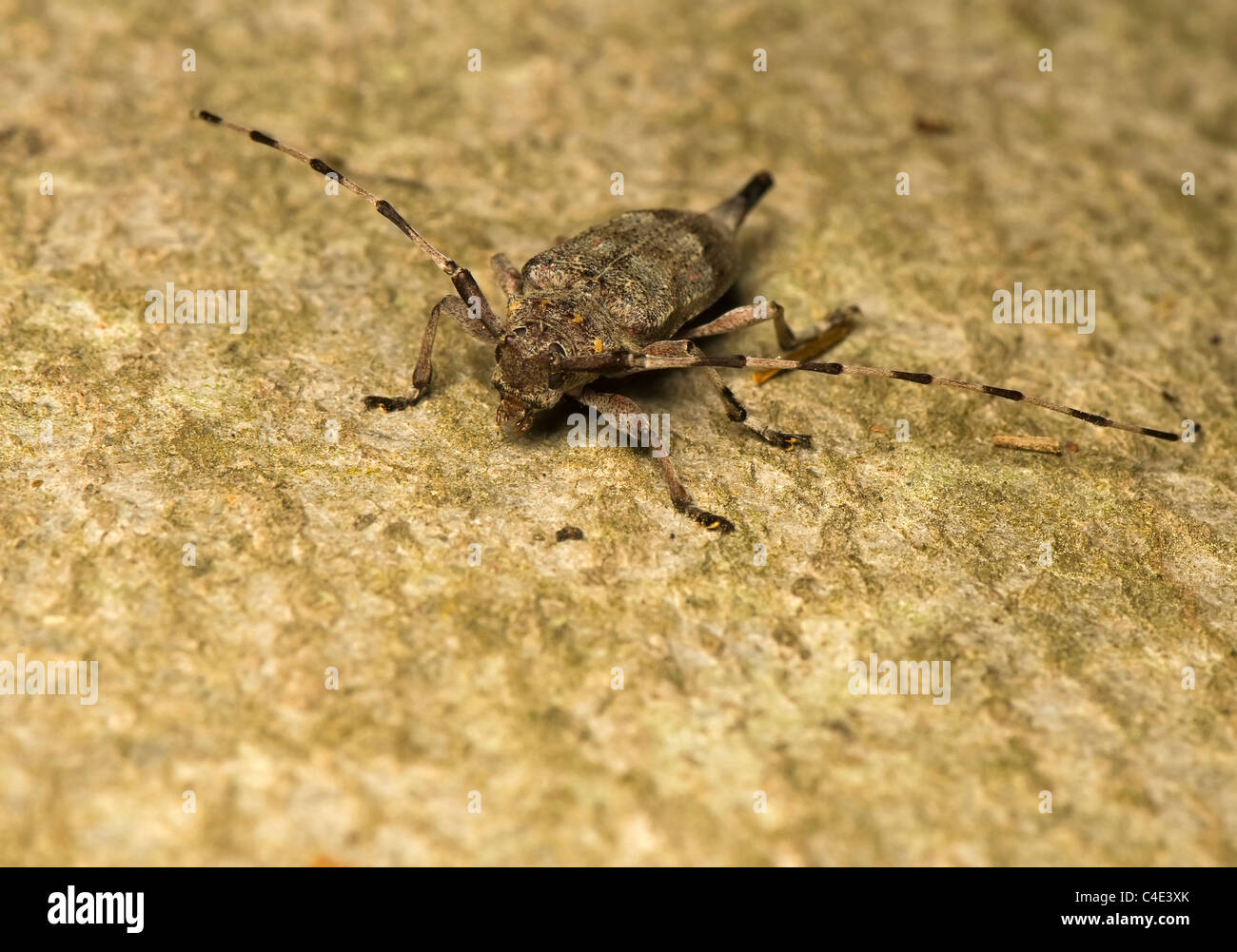 Timberman Beetle Acanthocinus Aedilis High Resolution Stock Photography ...