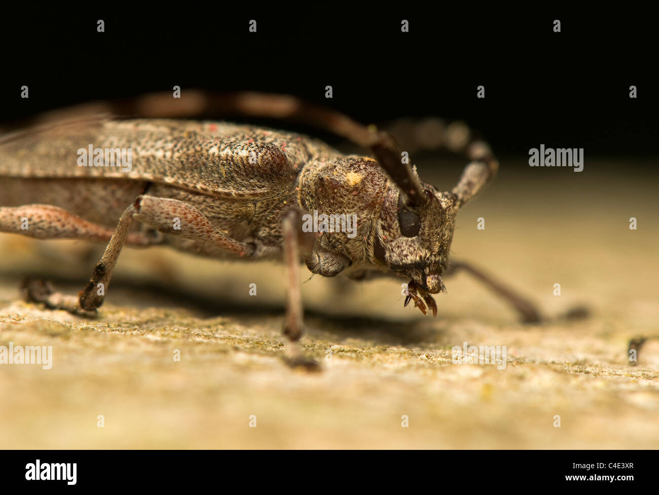 Timberman beetle acanthocinus aedilis hi-res stock photography and ...