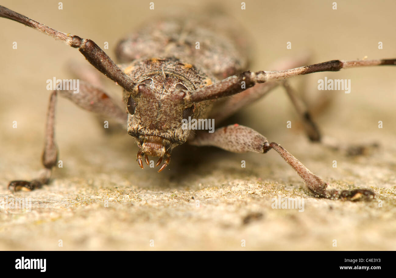 Timberman beetle acanthocinus aedilis hi-res stock photography and ...
