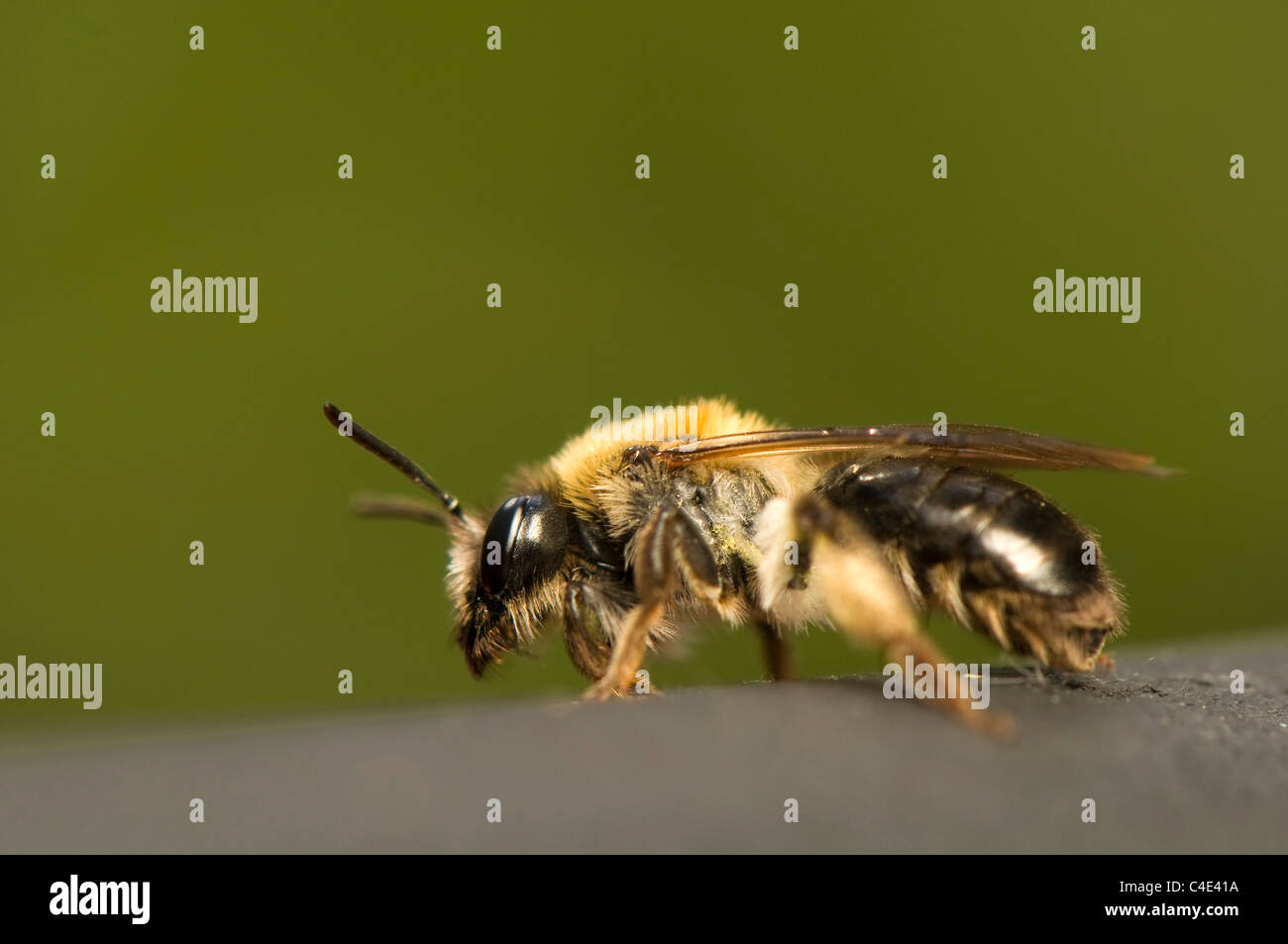 Anthophoridae hi-res stock photography and images - Alamy