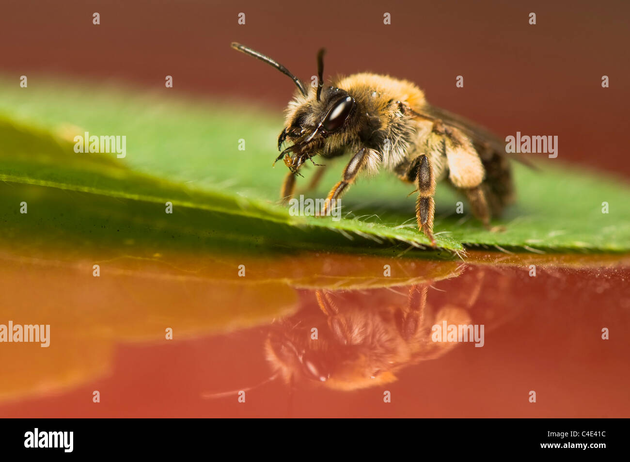 Anthophoridae hi-res stock photography and images - Alamy