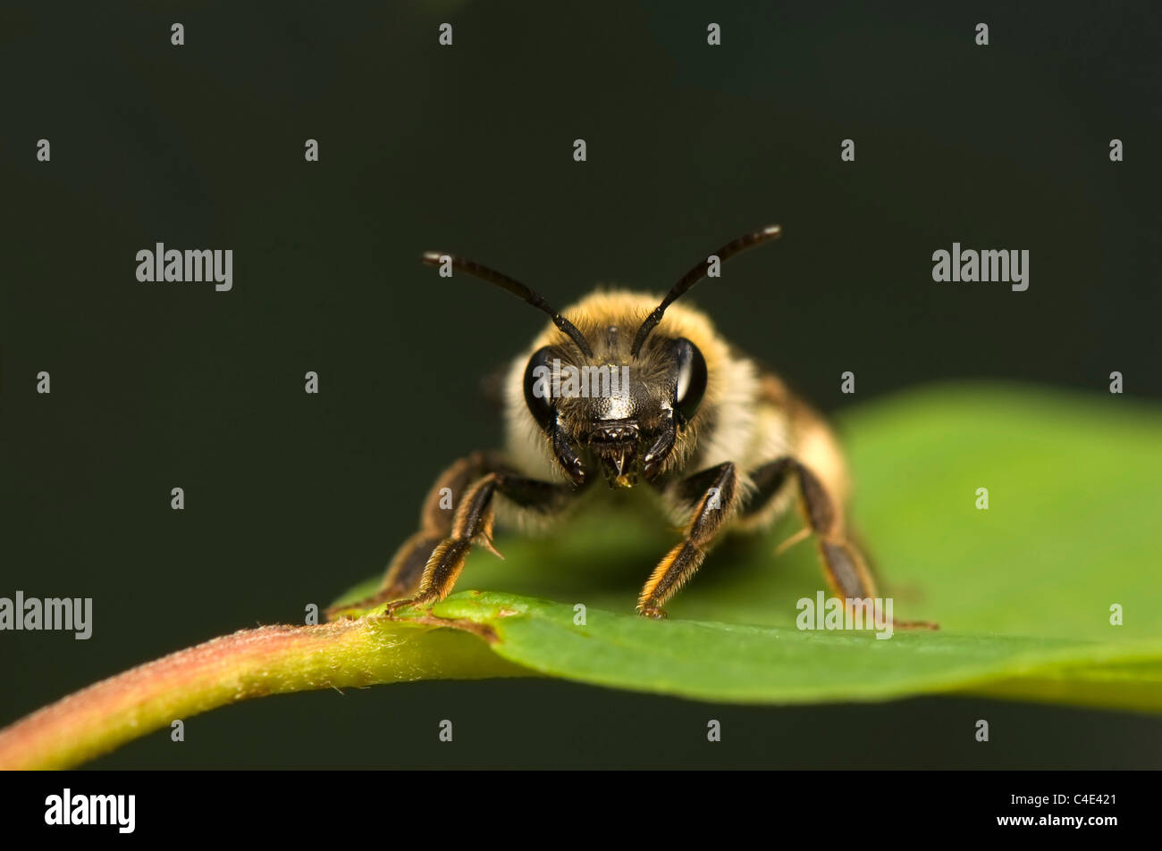 Anthophoridae hi-res stock photography and images - Alamy