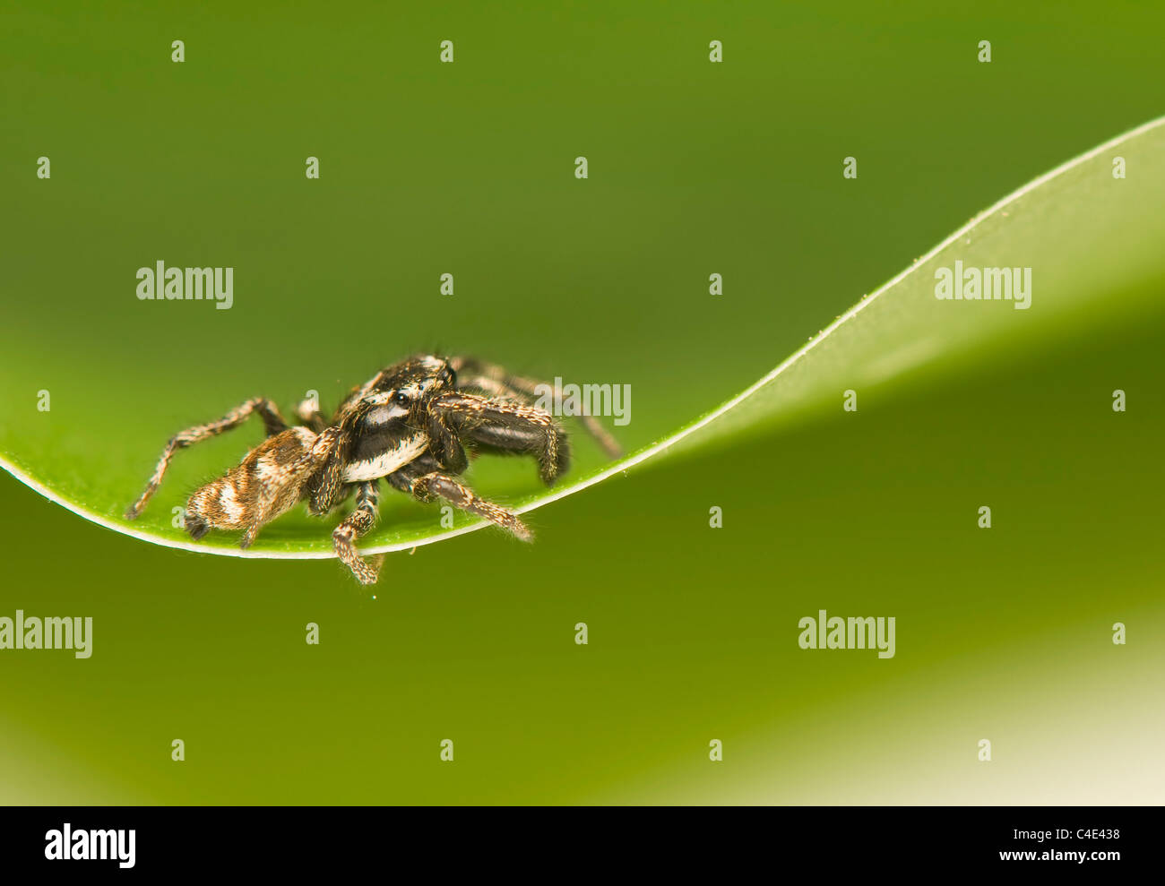 Blue fang jumping spider hi-res stock photography and images - Alamy
