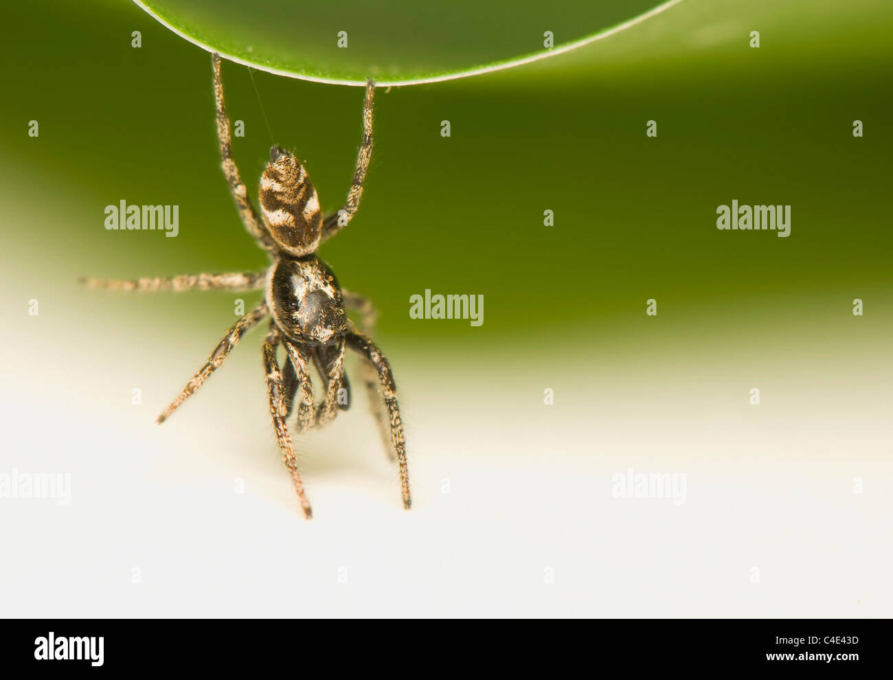 Blue fang jumping spider hi-res stock photography and images - Alamy
