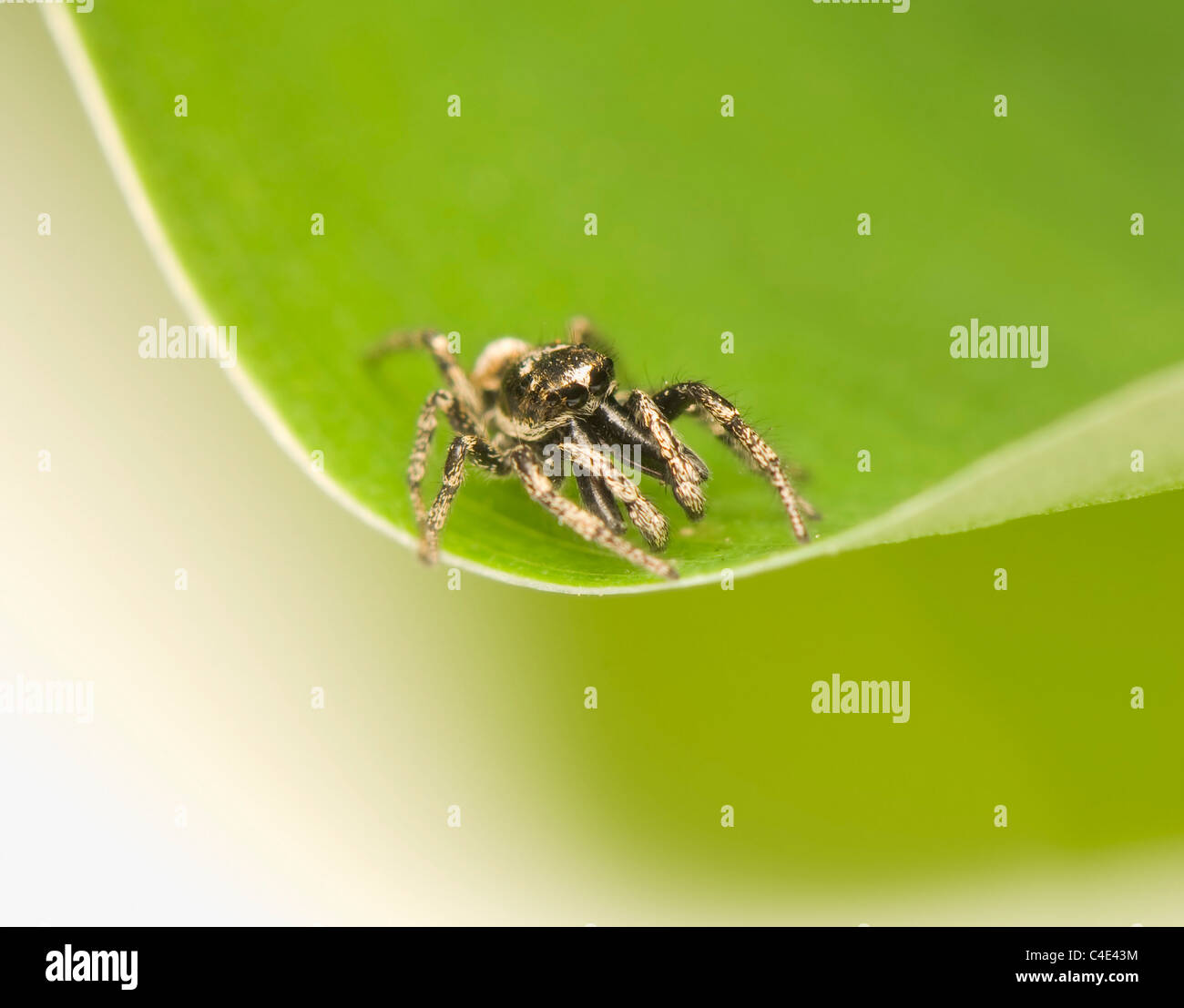 Blue fang jumping spider hi-res stock photography and images - Alamy