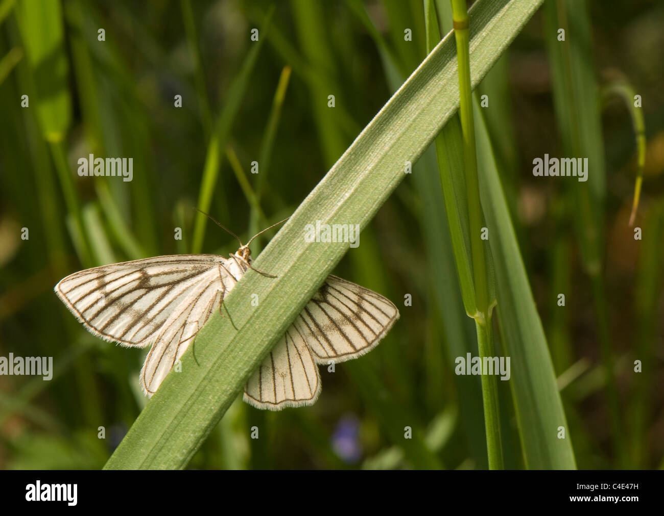 Siona lineata hi-res stock photography and images - Alamy