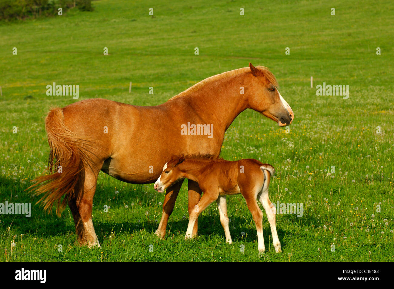 Mares and foals hi-res stock photography and images - Alamy