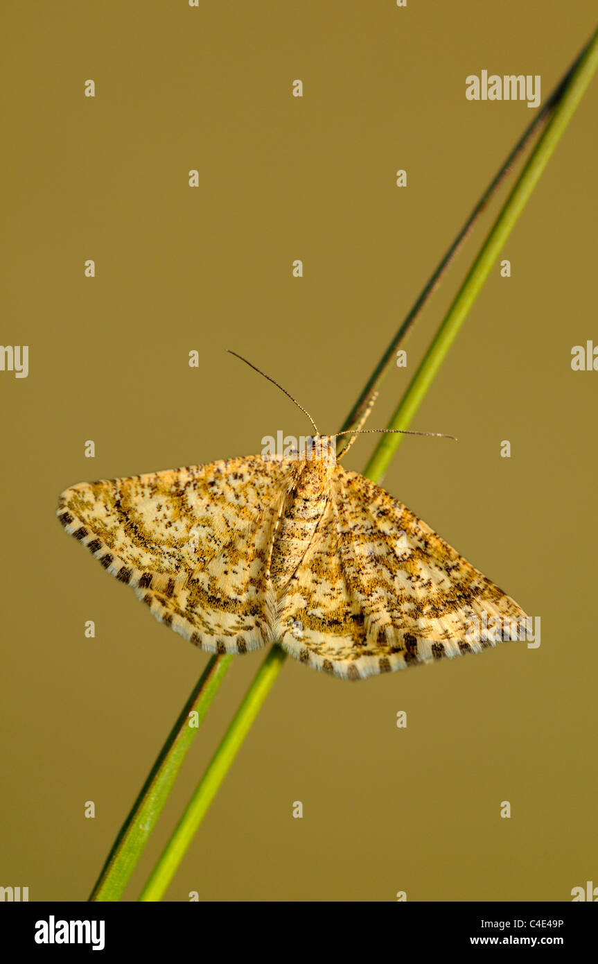 Heliomata glarearia, Geometridae, Geometric moth Stock Photo - Alamy