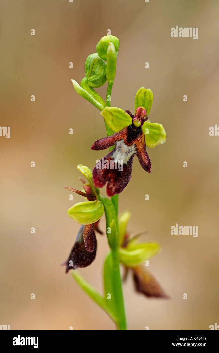Ophrys muscifera hi-res stock photography and images - Alamy