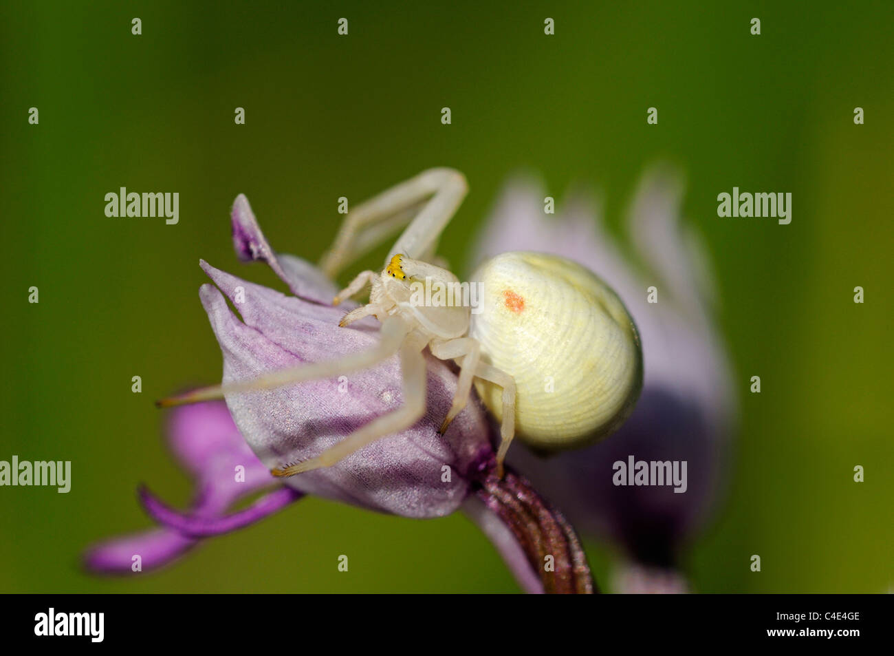 Female flower spider hi-res stock photography and images - Alamy