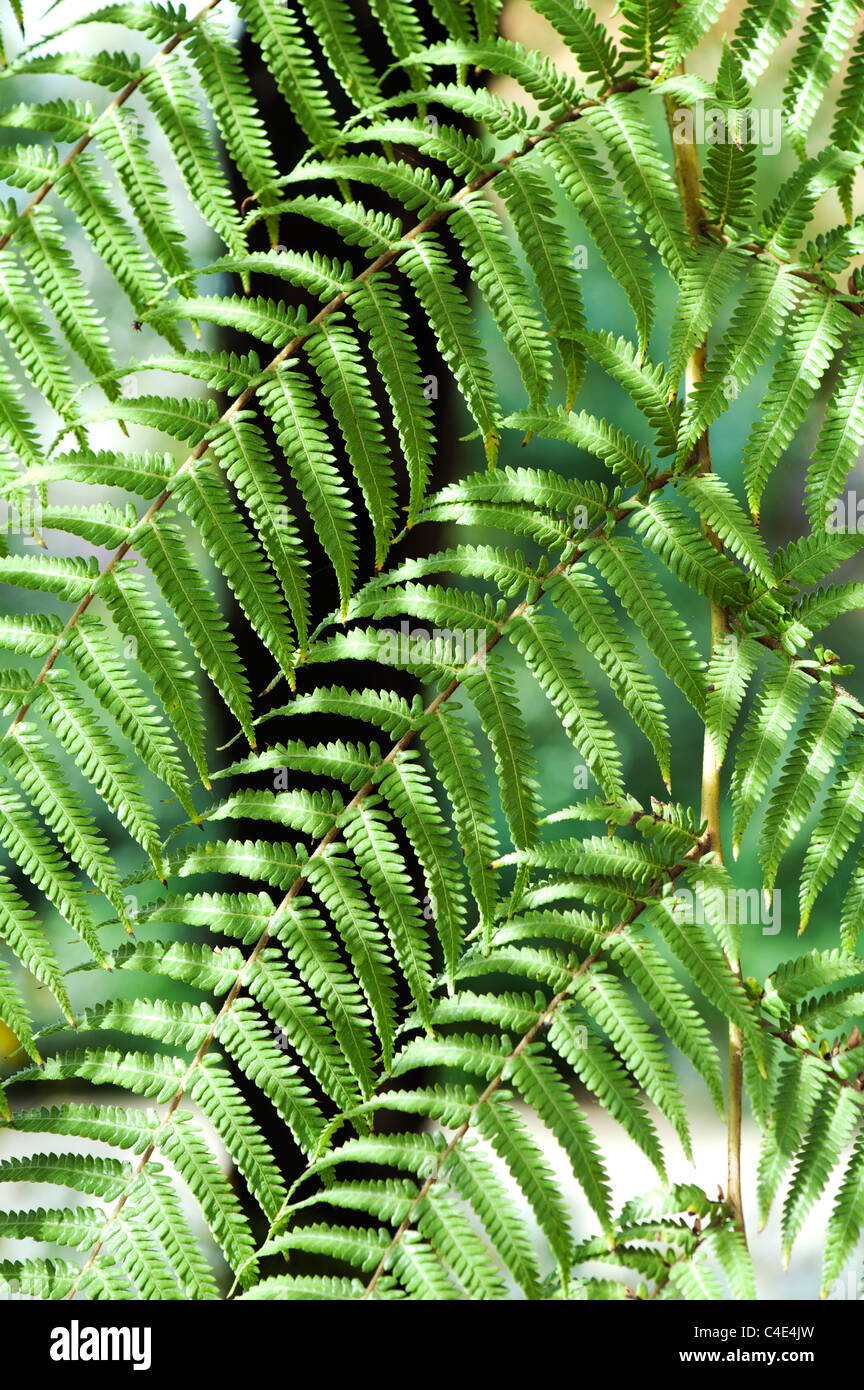 Tree Fern