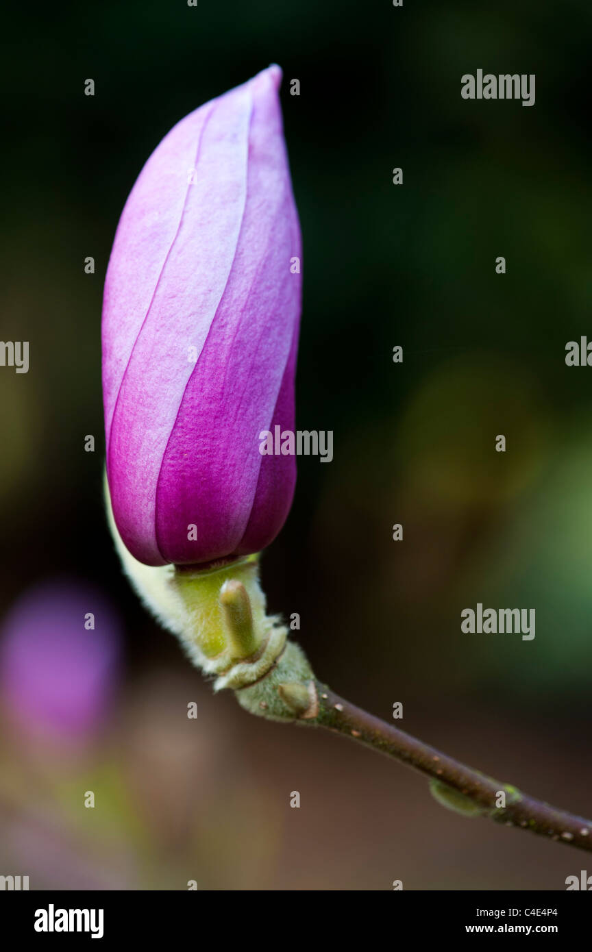 Emerging hi-res stock photography and images - Alamy