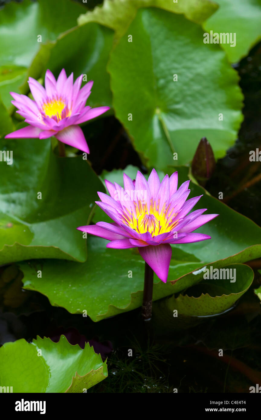 Nymphaea. Tropical waterlily Stock Photo - Alamy