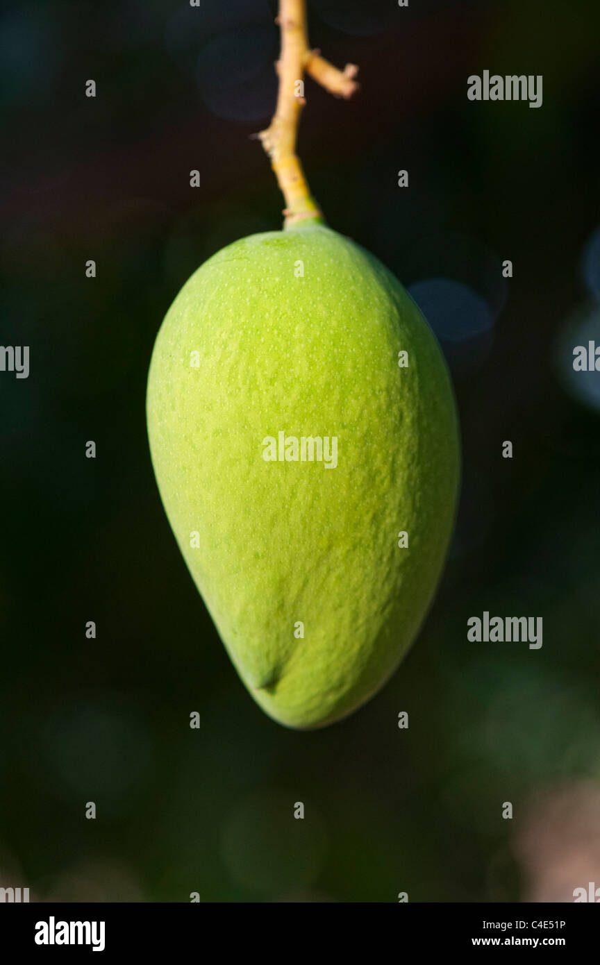 Mango tree mangifera indica hi-res stock photography and images - Alamy