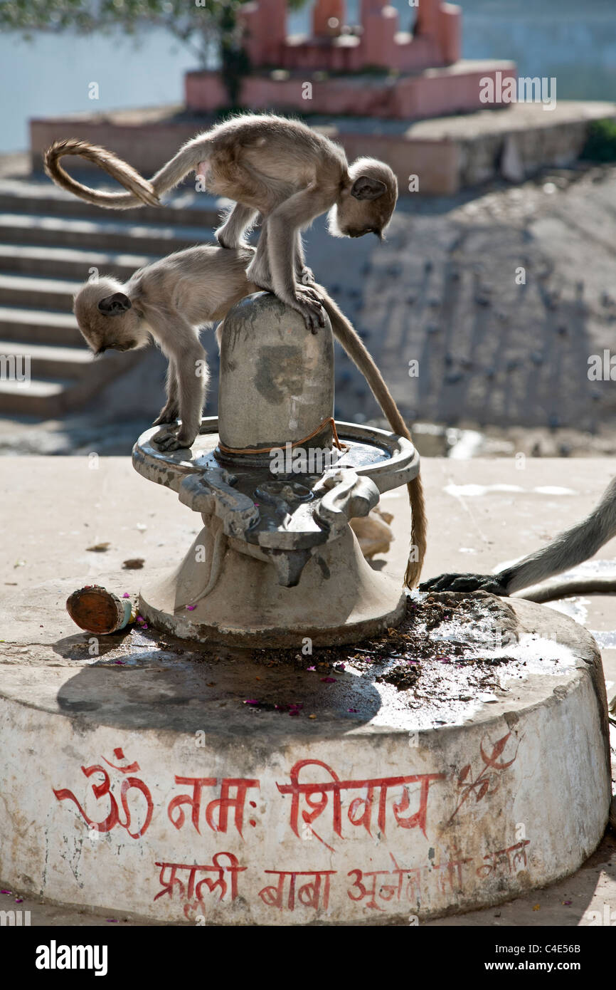 Young monkeys playing on a Shiva lingam. Pushkar. Rajasthan. India ...