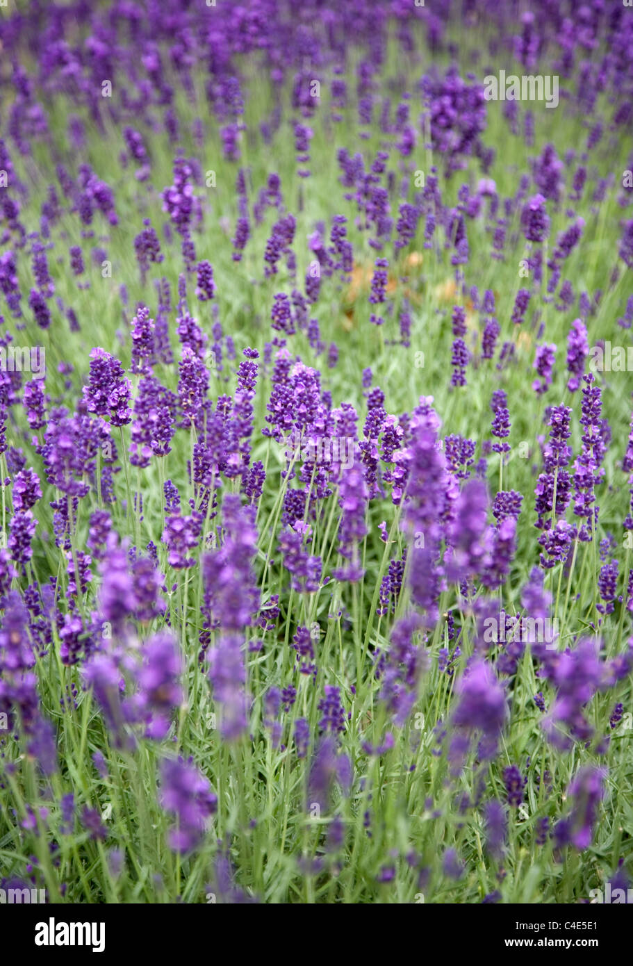 Lavender Flowering Stalks Stock Photo - Alamy