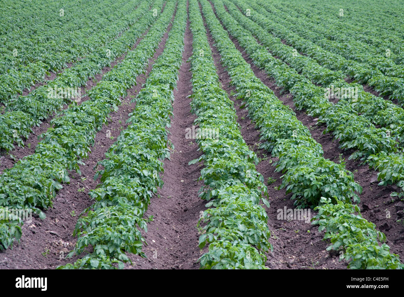 Fen farming hi-res stock photography and images - Alamy