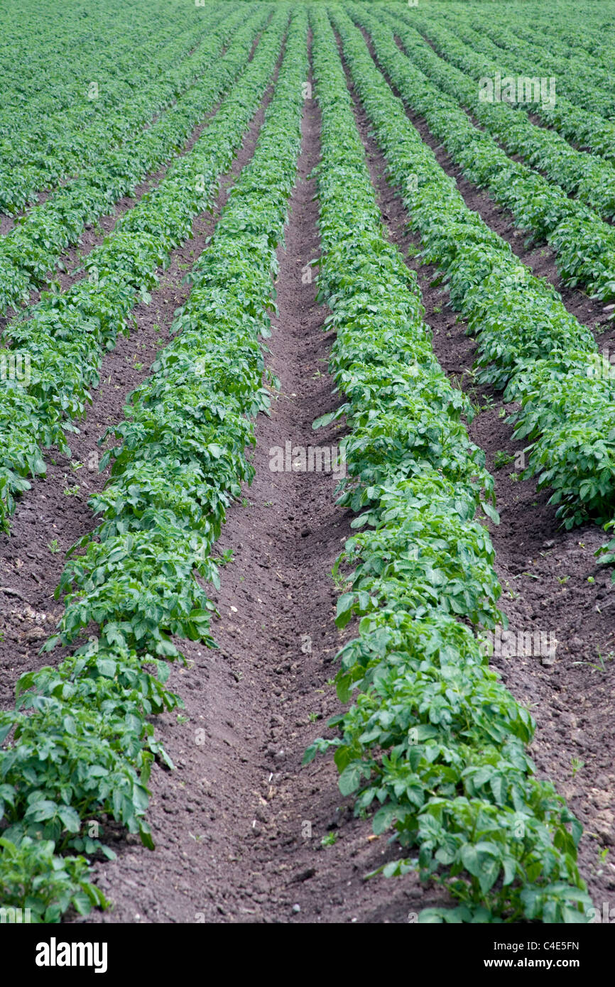 potato crops growing on new house farm in the cambridgeshire fens Stock ...
