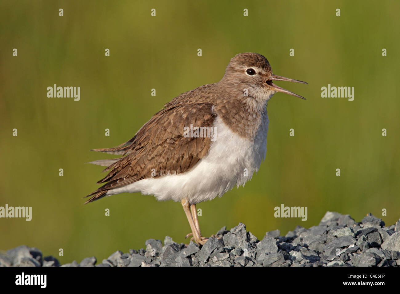 Common Sandpiper calling Stock Photo - Alamy