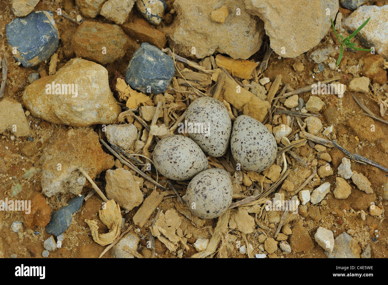 Ringed Plover Nesting Stock Photos & Ringed Plover Nesting Stock Images ...
