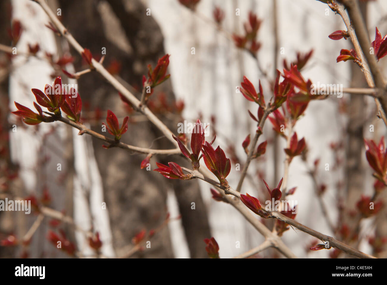 Granate hi-res stock photography and images - Alamy