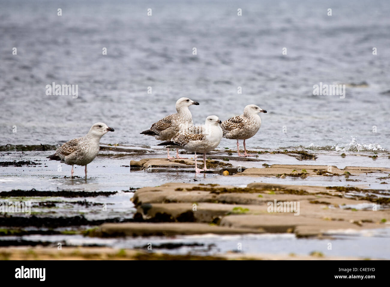 Birds of britains coast hi-res stock photography and images - Alamy